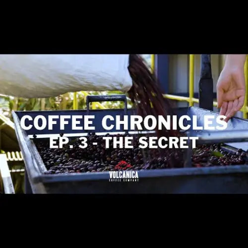 [Video Guide] From Fireflies to Flavor: Inside Costa Rica’s Finca La C ...