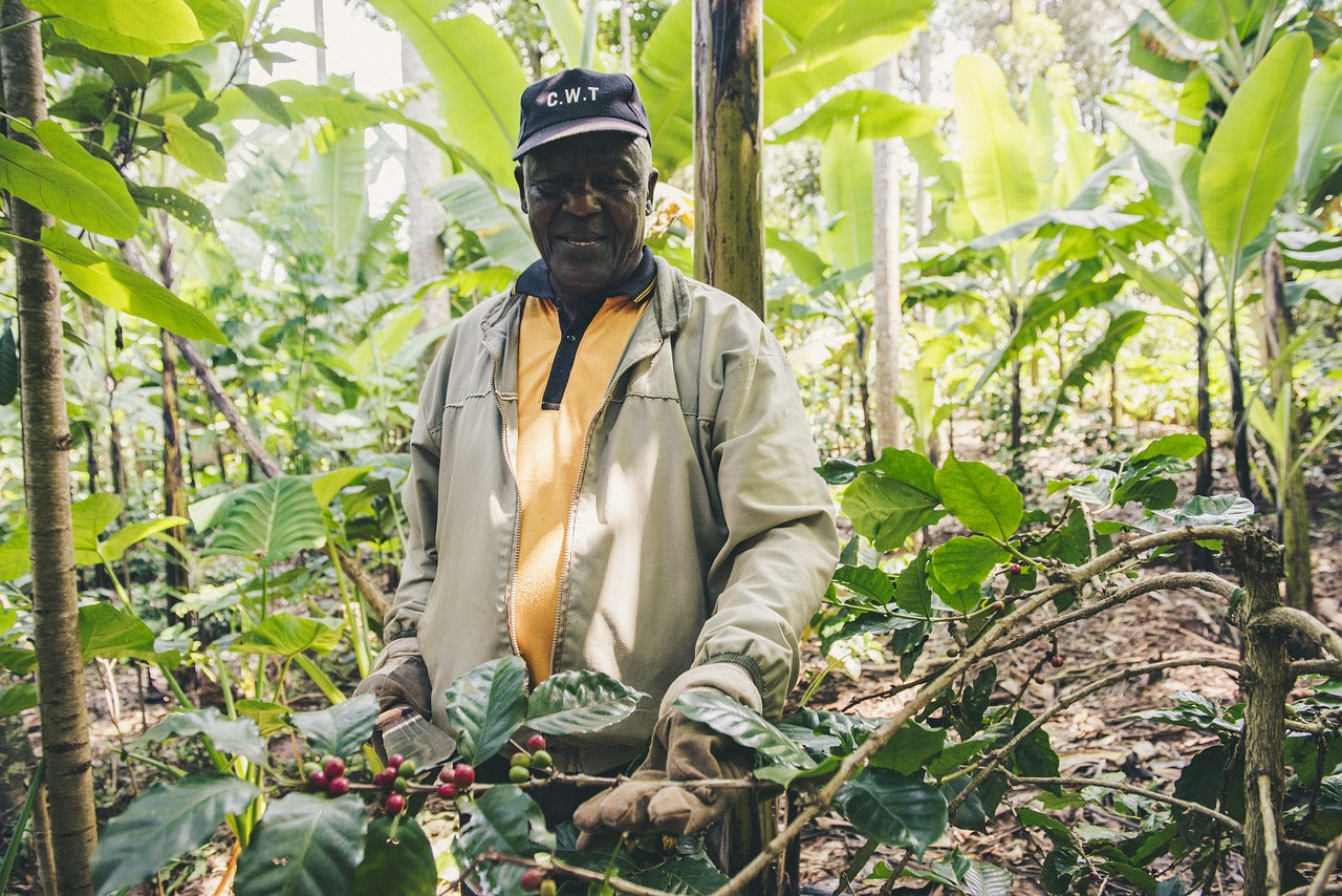 Kenyan Coffee – Volcanica Coffee