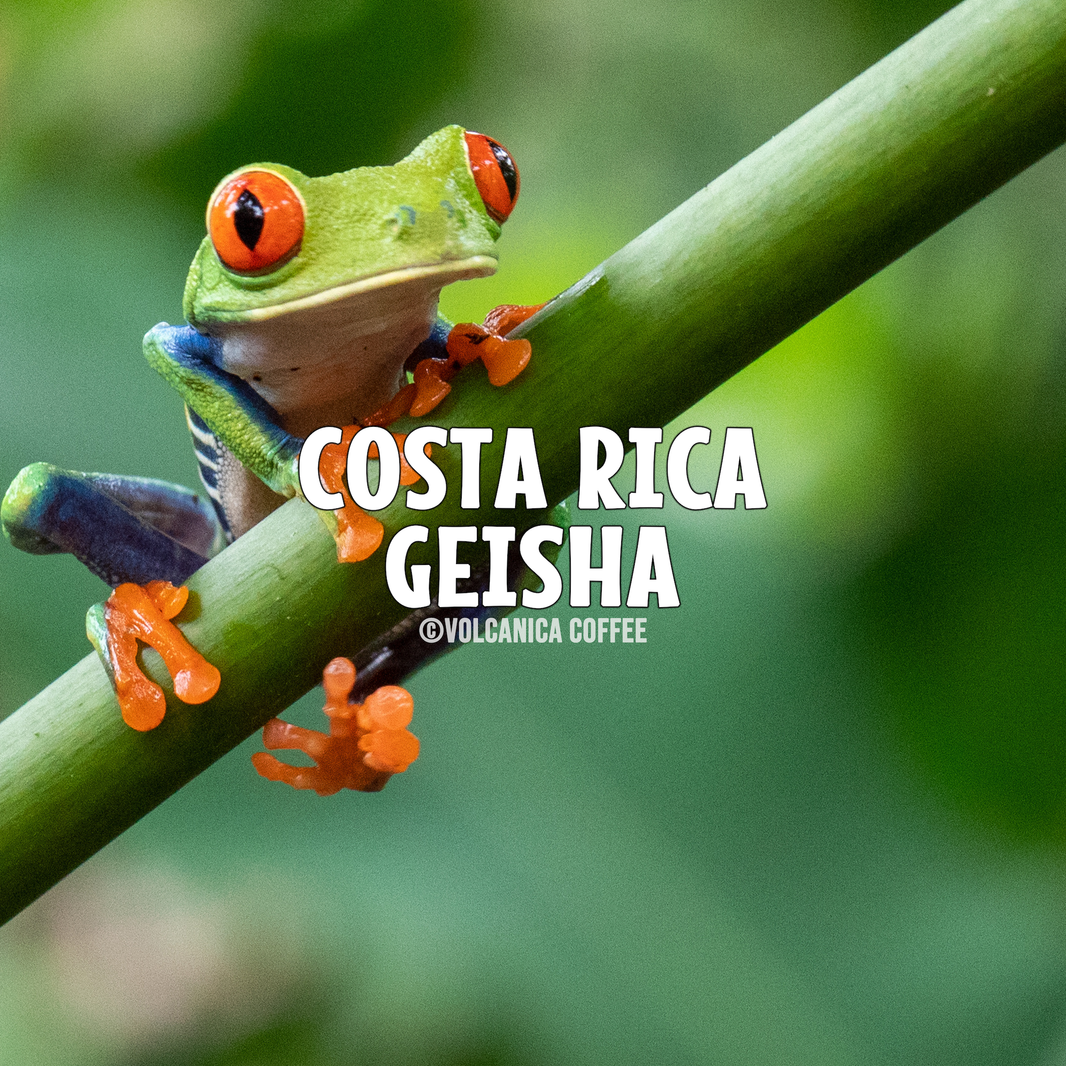 Geisha Coffee | Volcanica Coffee